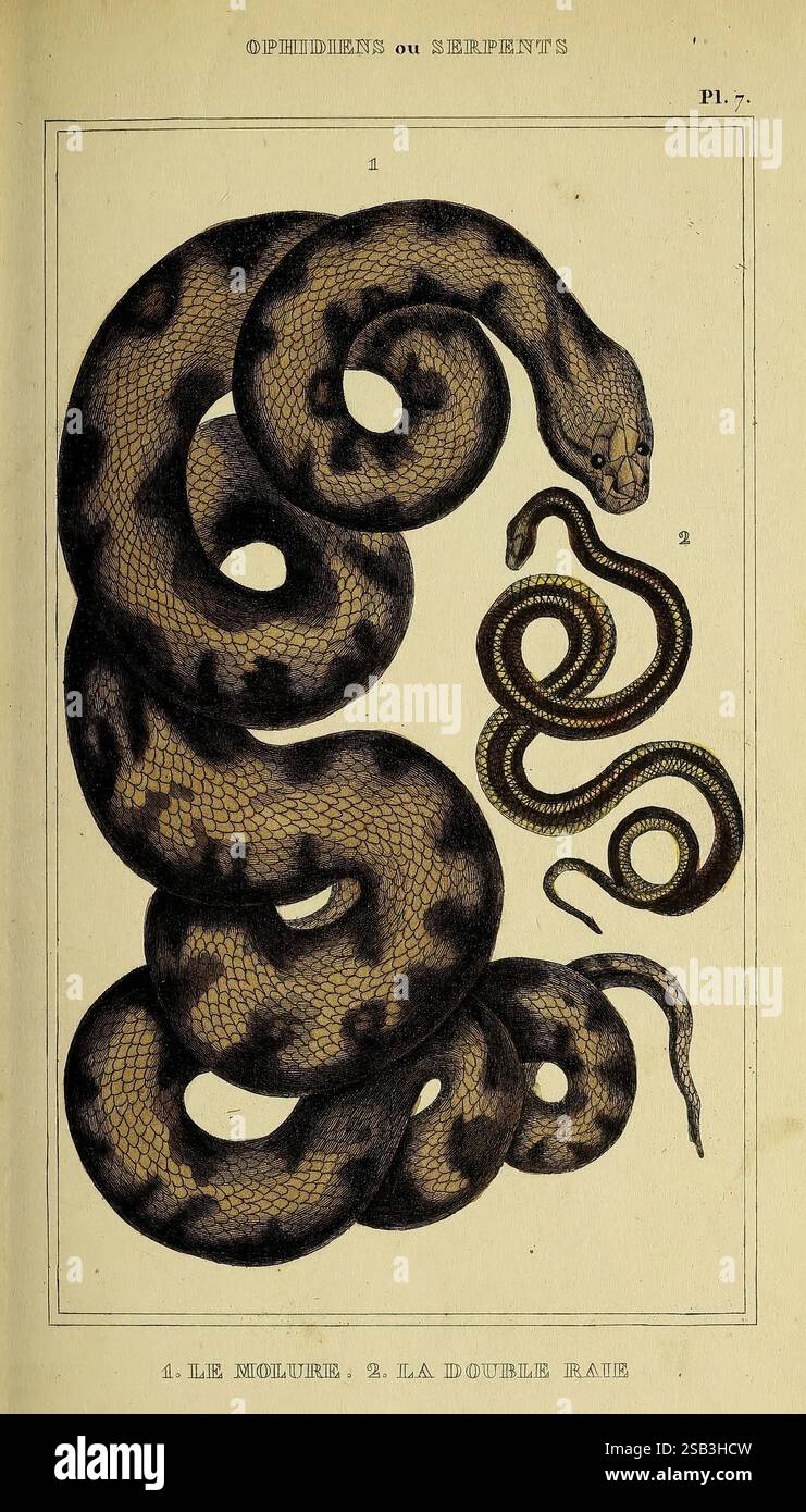 Oeuvres du comte de Lacépède Paris, P. Duménil, 1836. natural history ...