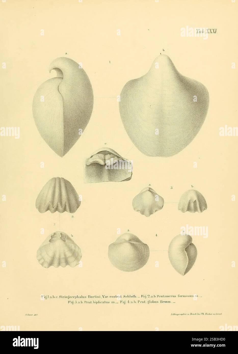 Palaeontographica, Cassel, Theodor Fischer, 1846-1933, 560643, geology ...
