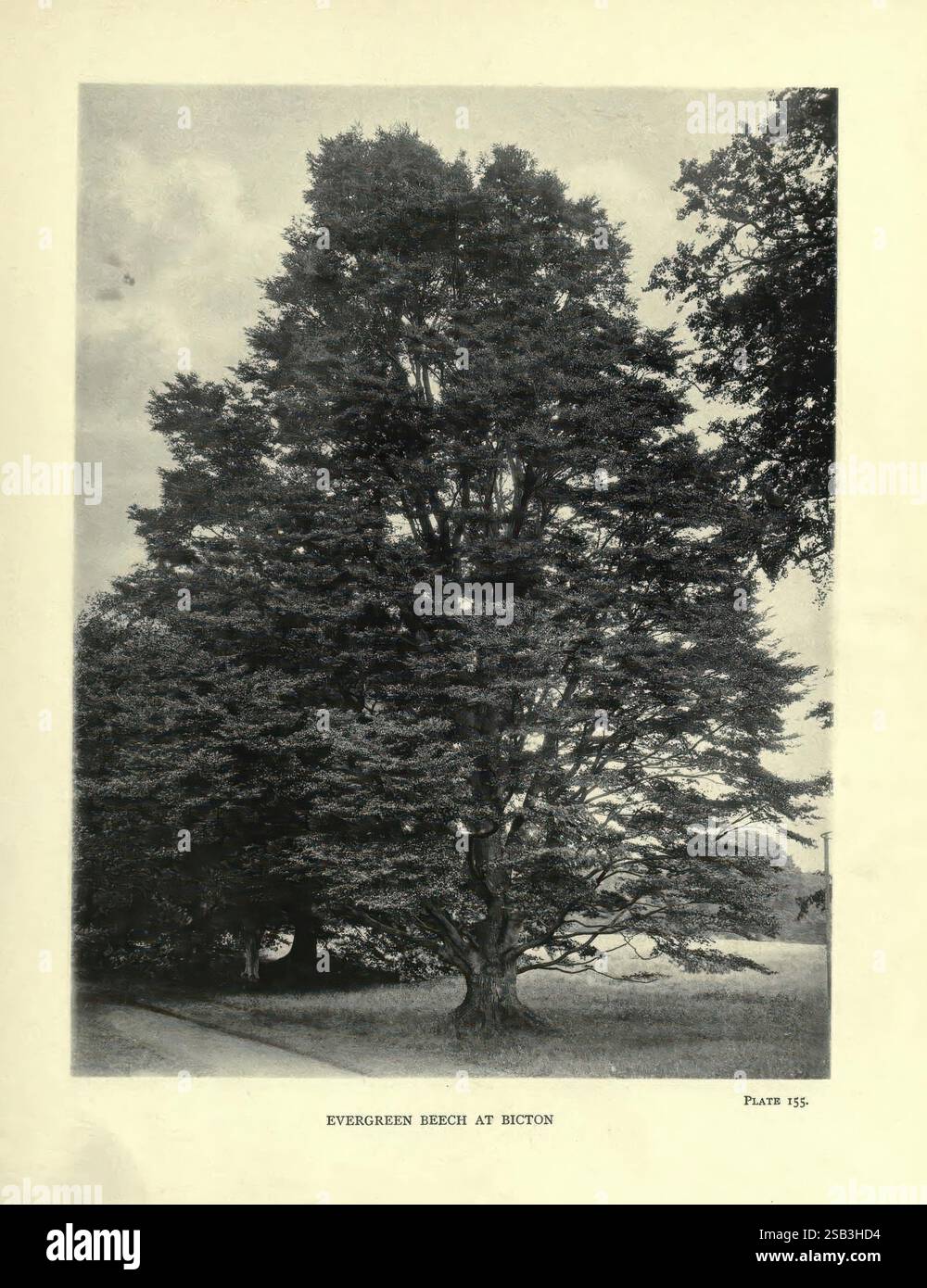 Dense branches create hi-res stock photography and images - Alamy