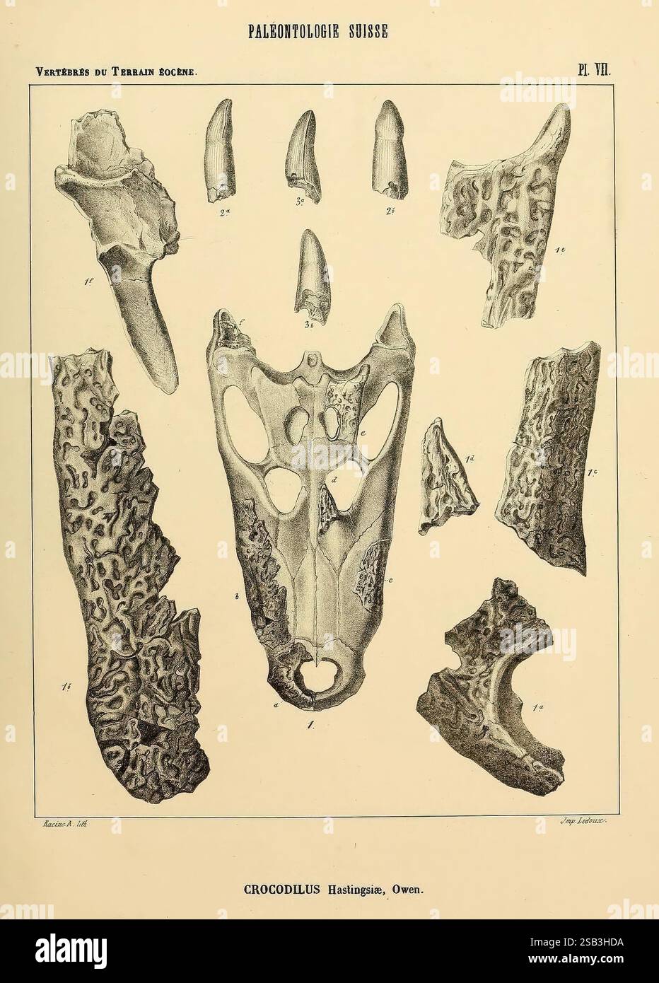 Dinosaurs cranial features hi-res stock photography and images - Alamy