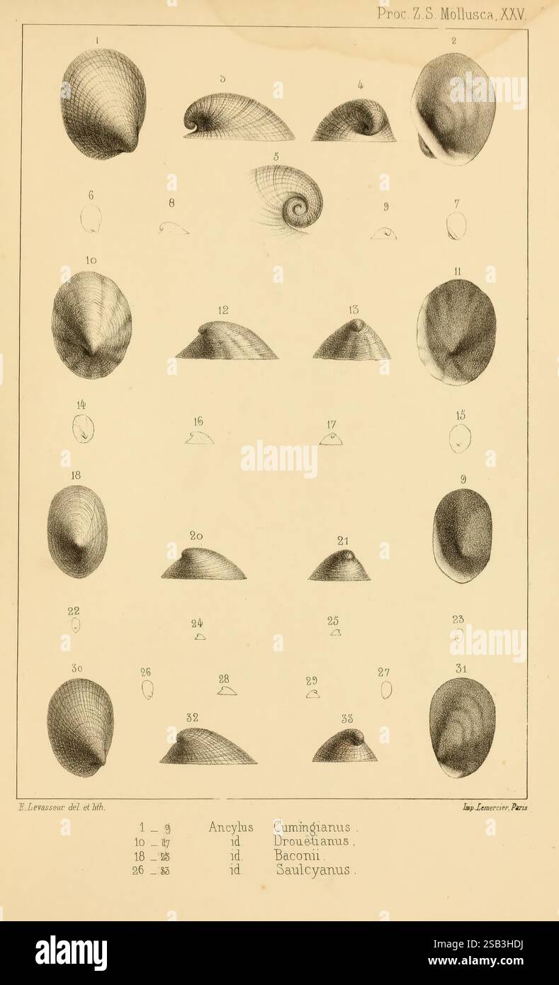 Ridged specimens hi-res stock photography and images - Alamy
