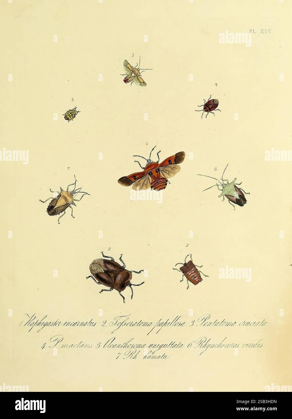 Showcase additional insects hi-res stock photography and images - Alamy