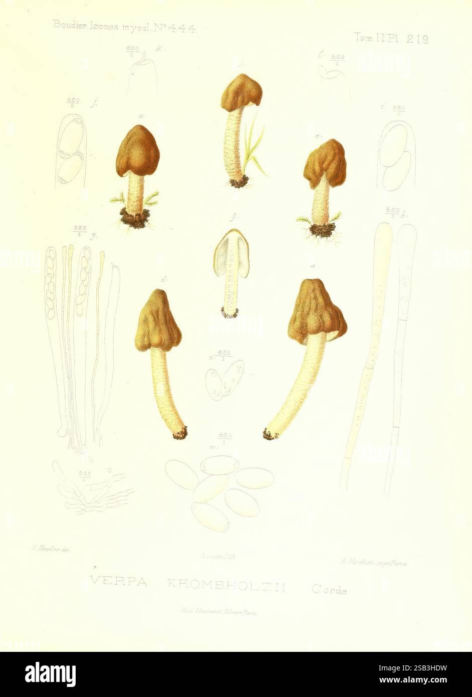 Distinct conical caps hi-res stock photography and images - Alamy