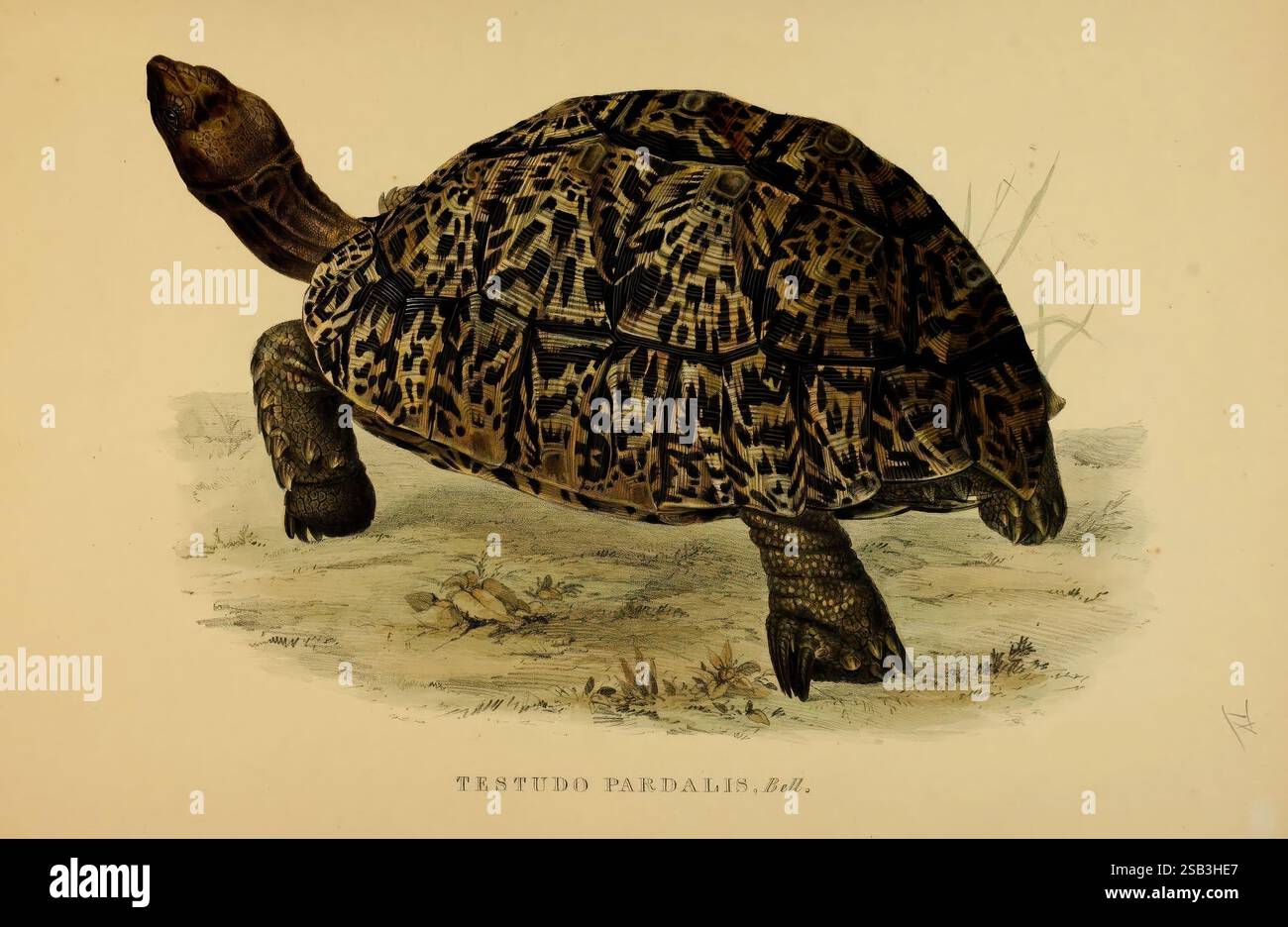 Pardalis tudbury hi-res stock photography and images - Alamy