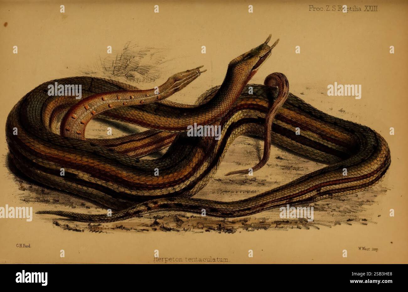 Serpent add hi-res stock photography and images - Alamy