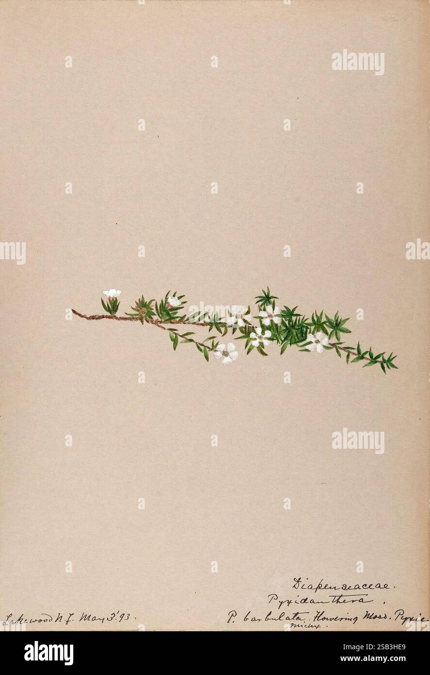 Meticulous illustrations reflect hi-res stock photography and images ...