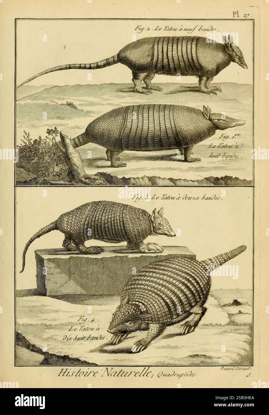 Segmented armor hi-res stock photography and images - Alamy