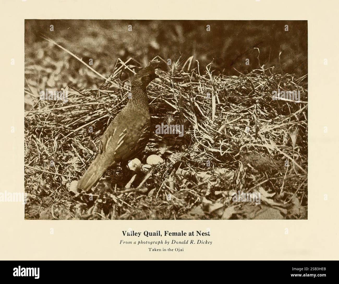 The birds of California Los Angeles, South Moulton Company, 1923. birds ...