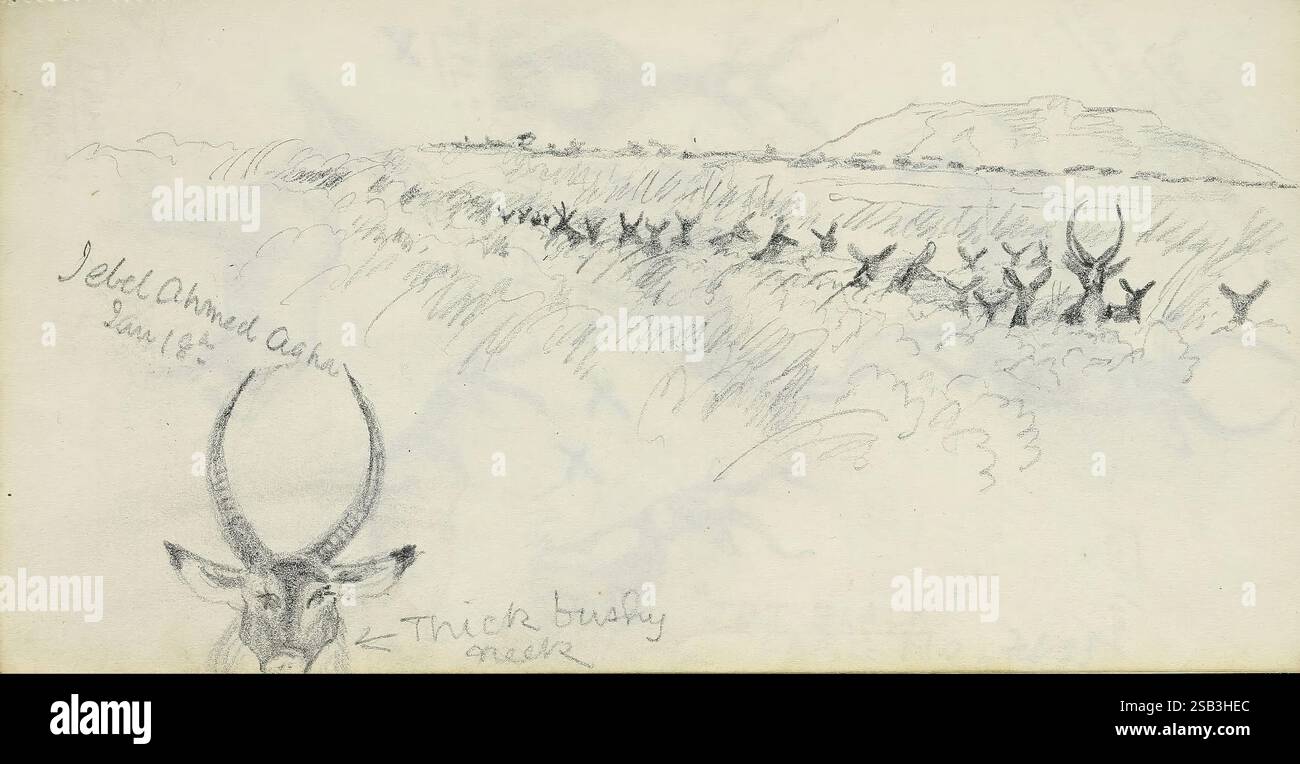 Abel Chapman's Sudan sketchbooks between 1913 and 1919, A detailed ...