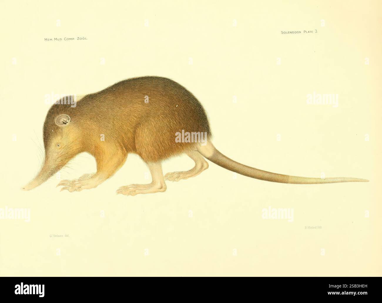 Solenodon paradoxus george nelson hsam mammal mammals mammalogy hi-res ...