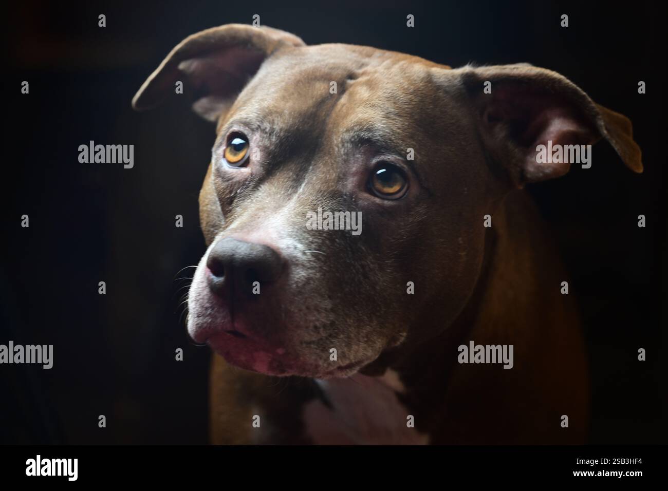 Portrait of a beautiful dog. American Staffordshire and Bully mixed ...