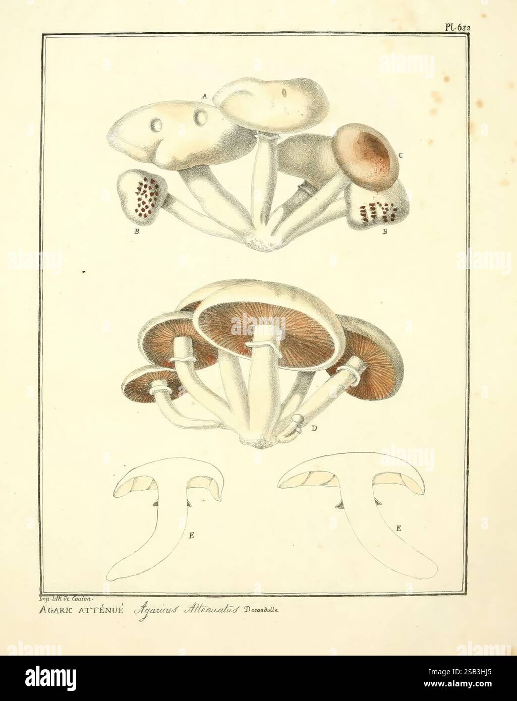 Figures des champignons, servant de supplément aux planches de Bulliard ...