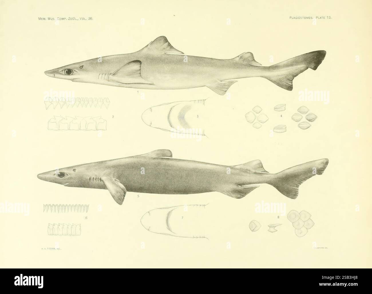 The Plagiostomia, Sharks, Skates, Rays, Cambridge, U.S.A, 1913, Sharks ...