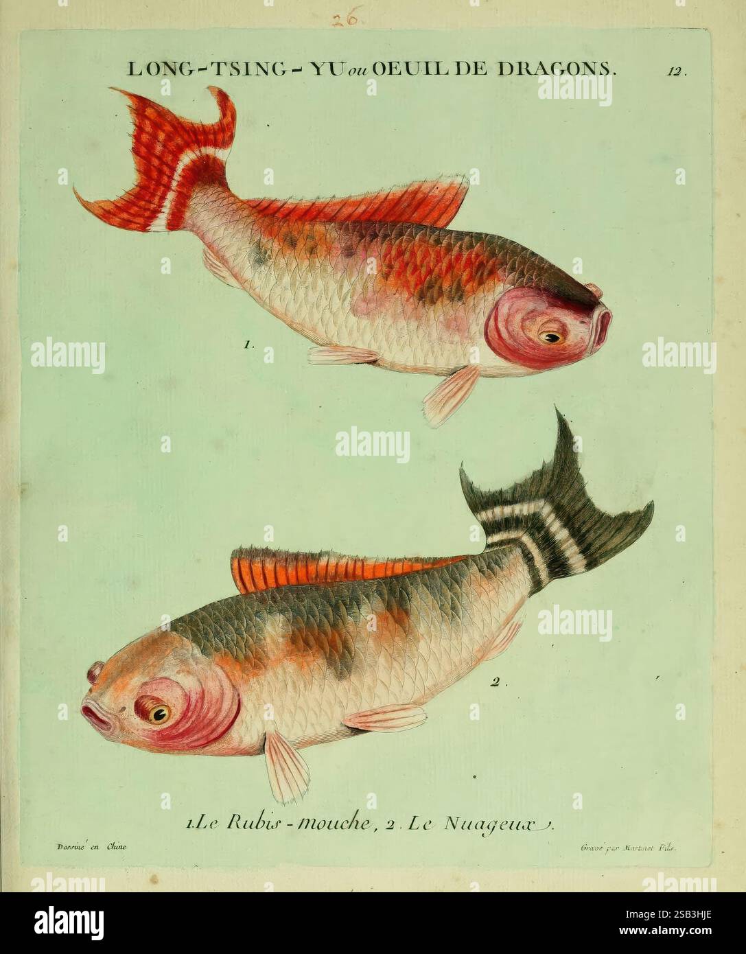 Histoire naturelle des dorades de la Chine Paris,1780, China, Goldfish ...