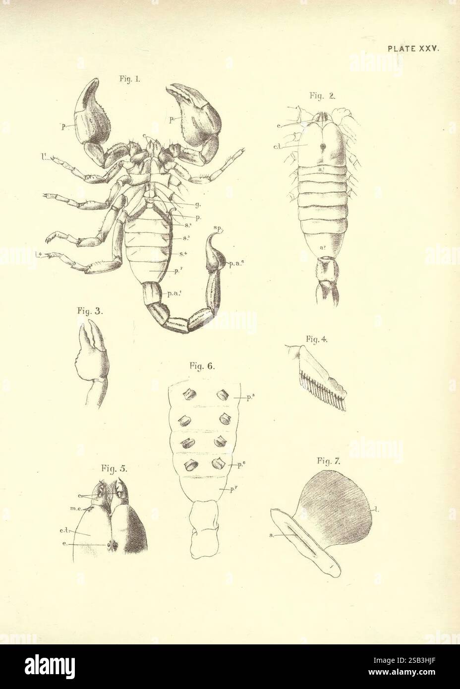 Scorpions tail structure hi-res stock photography and images - Alamy