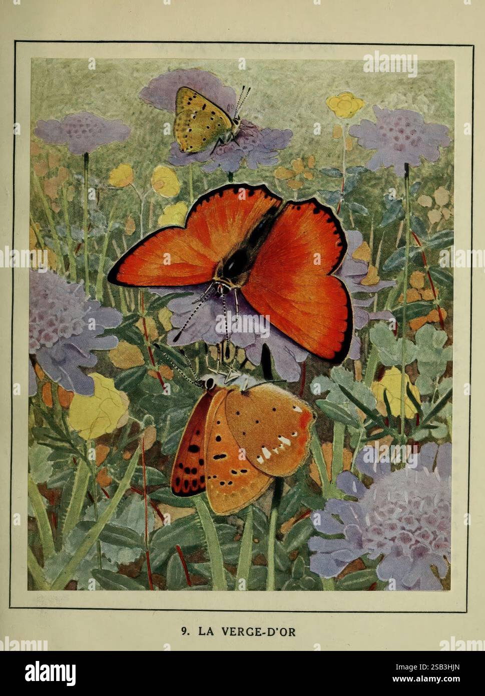 1934 insects hi-res stock photography and images - Alamy