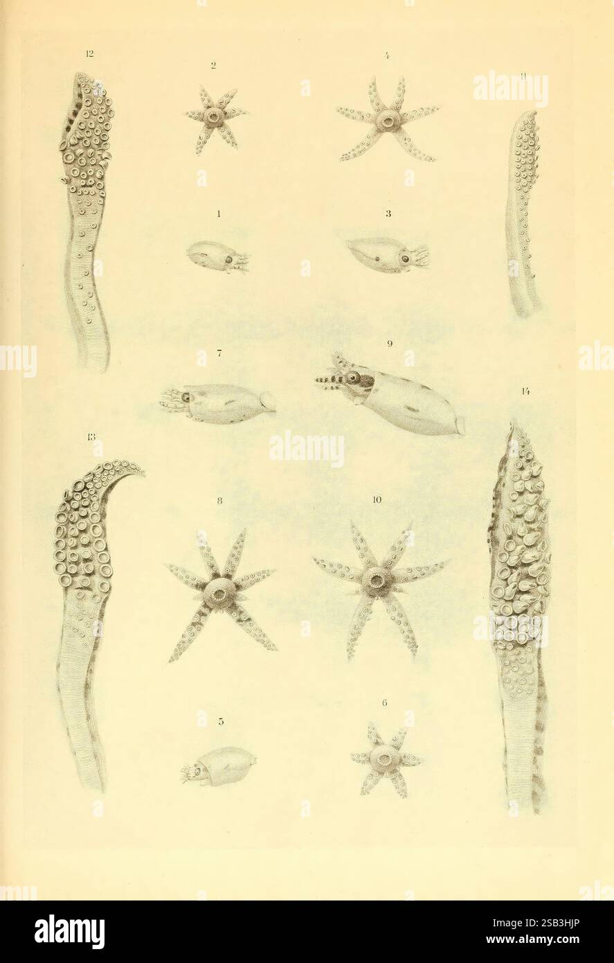 Various cephalopod appendages hi-res stock photography and images - Alamy