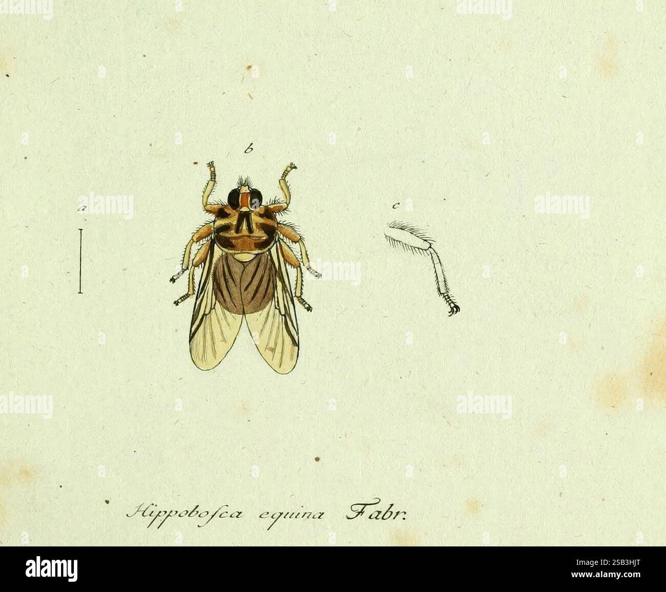 Fauna Germanica, Diptera, Nuremberg, s.n, between 1793 and 1805 ...