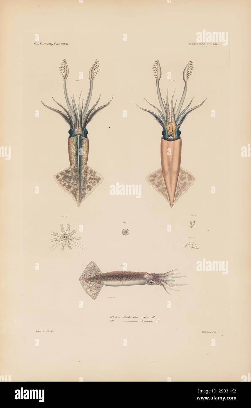 Mollusca, shells, Boston, Gould, Lincoln, 1852, mollusks, The ...