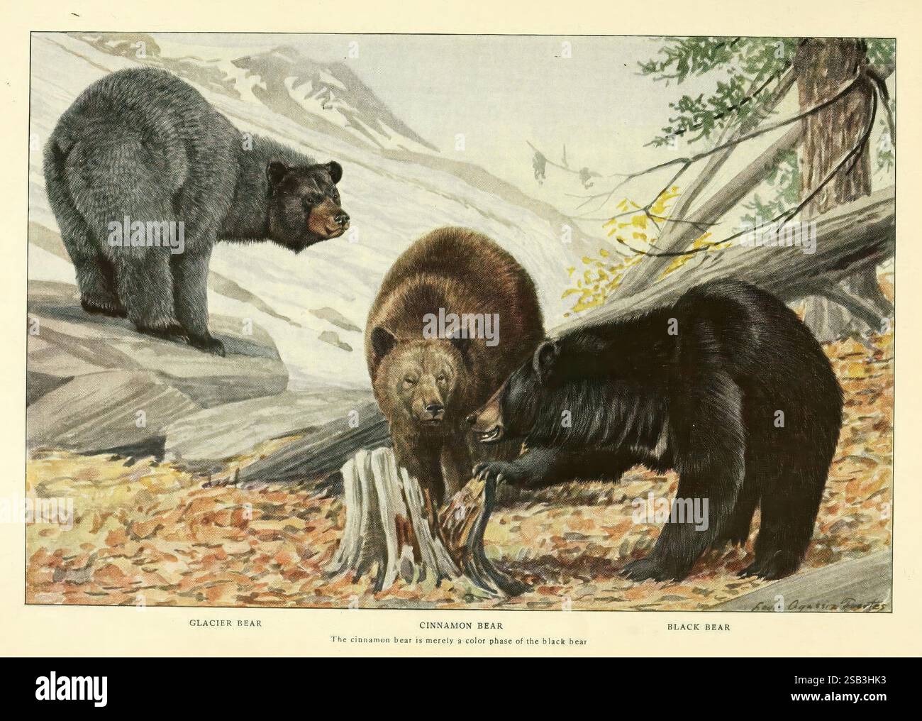 Glacier bear stands hi-res stock photography and images - Alamy