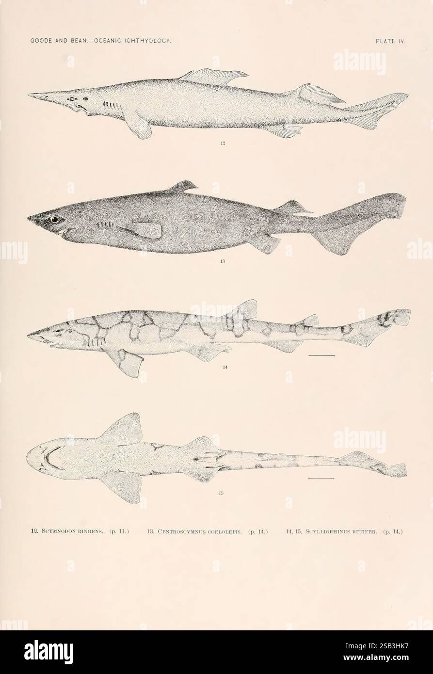 Larger shark species hi-res stock photography and images - Alamy