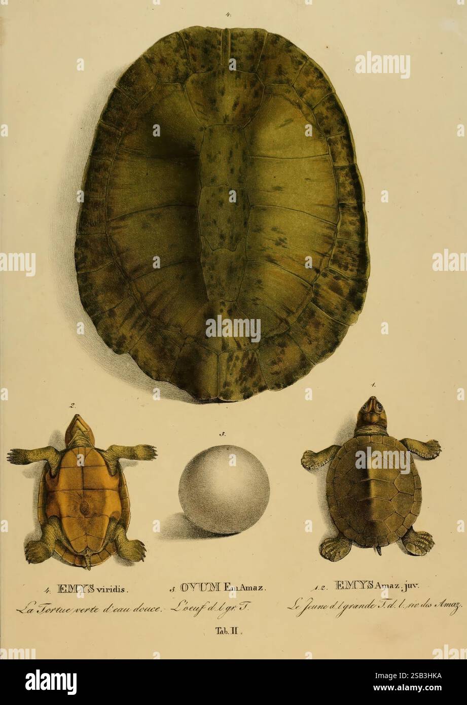 Herpetology emys viridis emys amazonica hi-res stock photography and ...