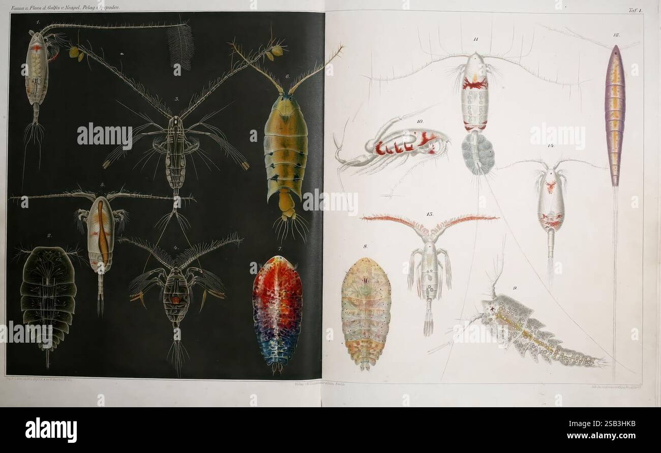Different types of crustaceans hi-res stock photography and images - Alamy