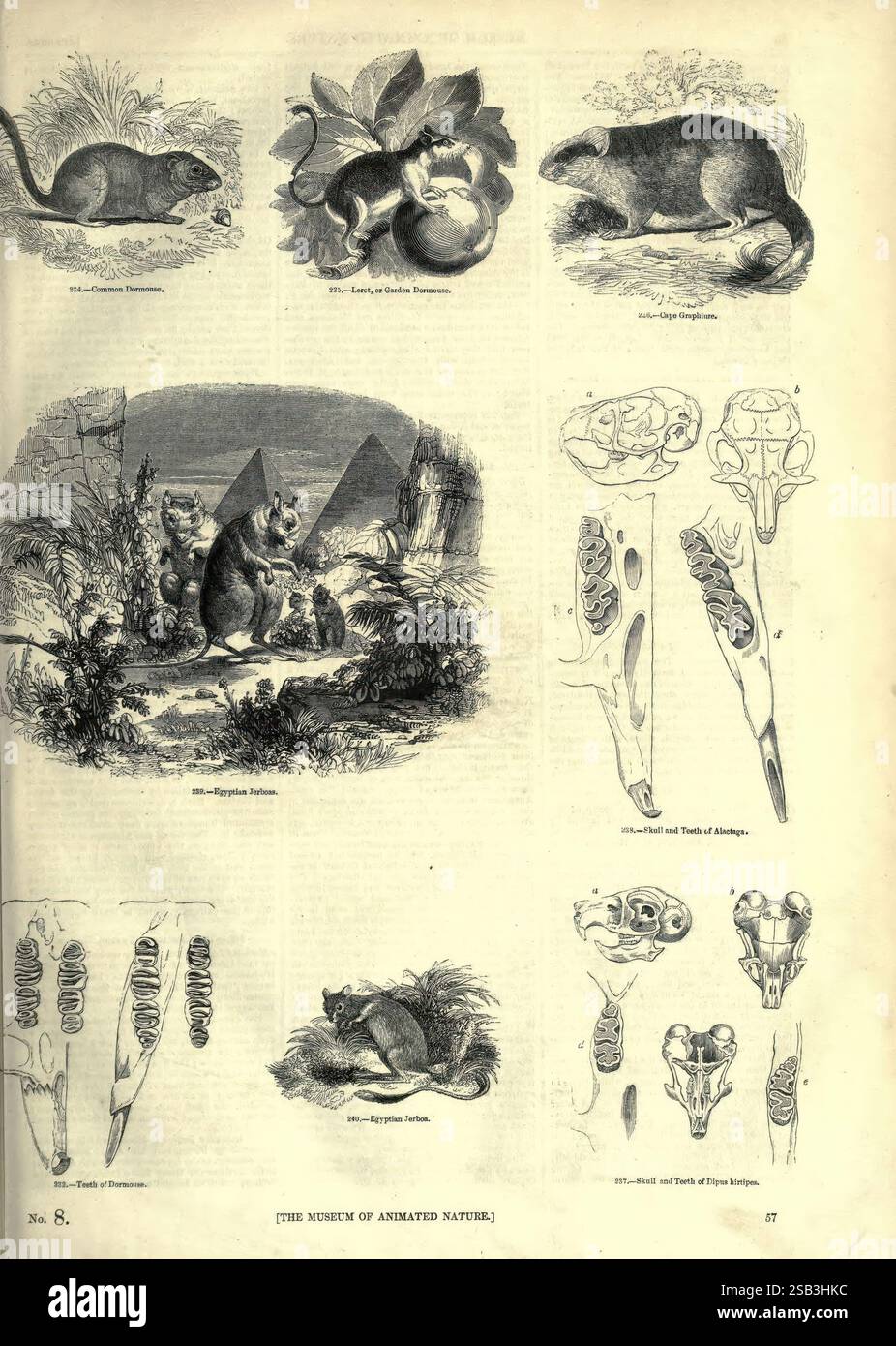 Various animal profiles hi-res stock photography and images - Alamy