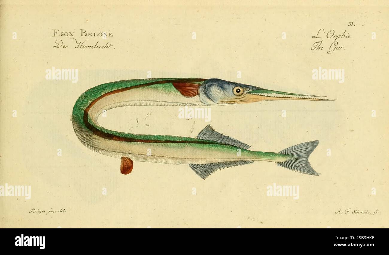 Fishs distinctive dorsal fin hi-res stock photography and images - Alamy