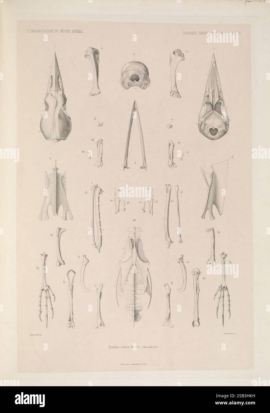 L'Organisation du Règne animal, Paris, Chez l'Auteur [n.d.], birds ...