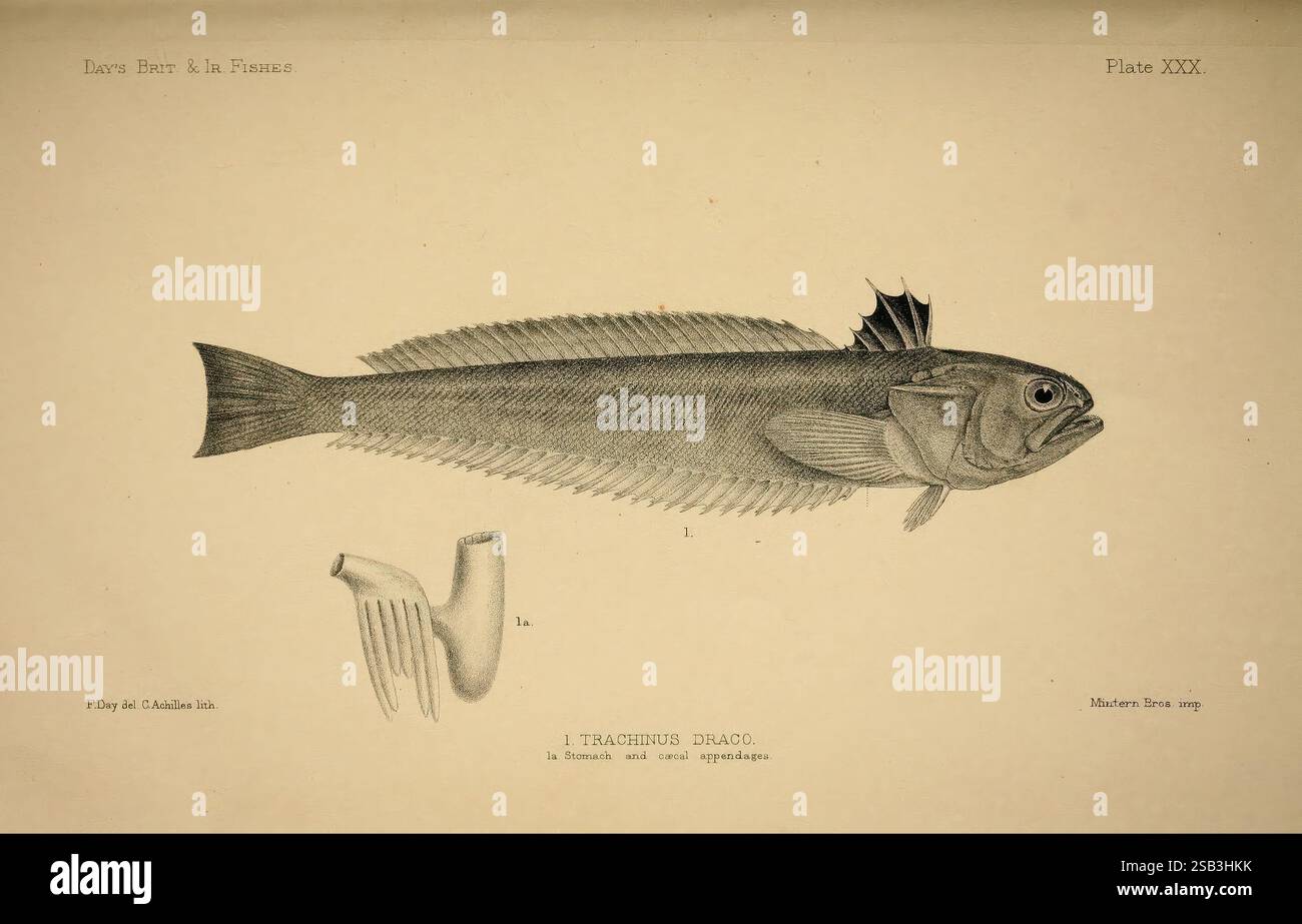 Caudal structures hi-res stock photography and images - Alamy
