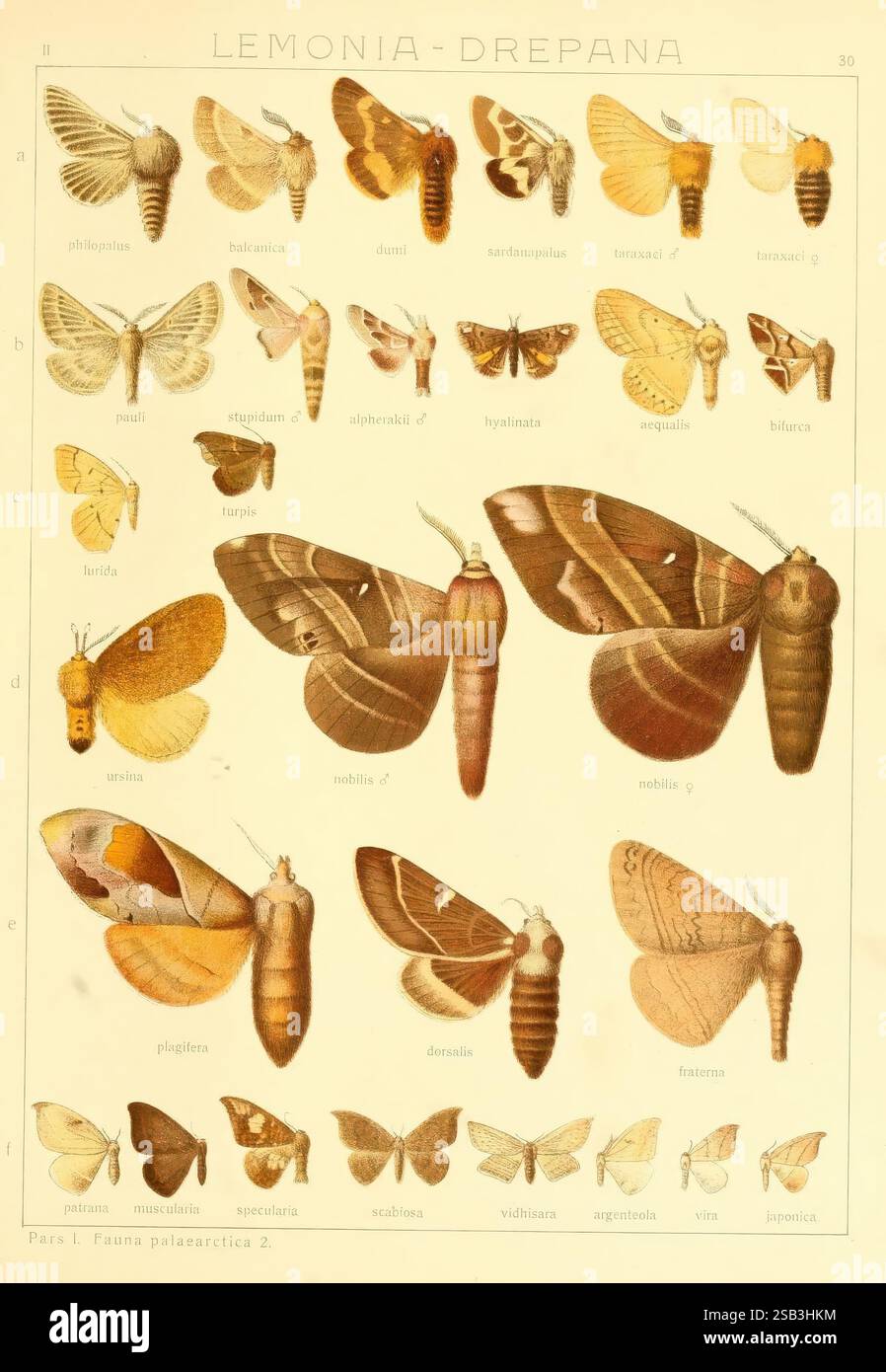 Moth exhibits unique patterns hi-res stock photography and images - Alamy