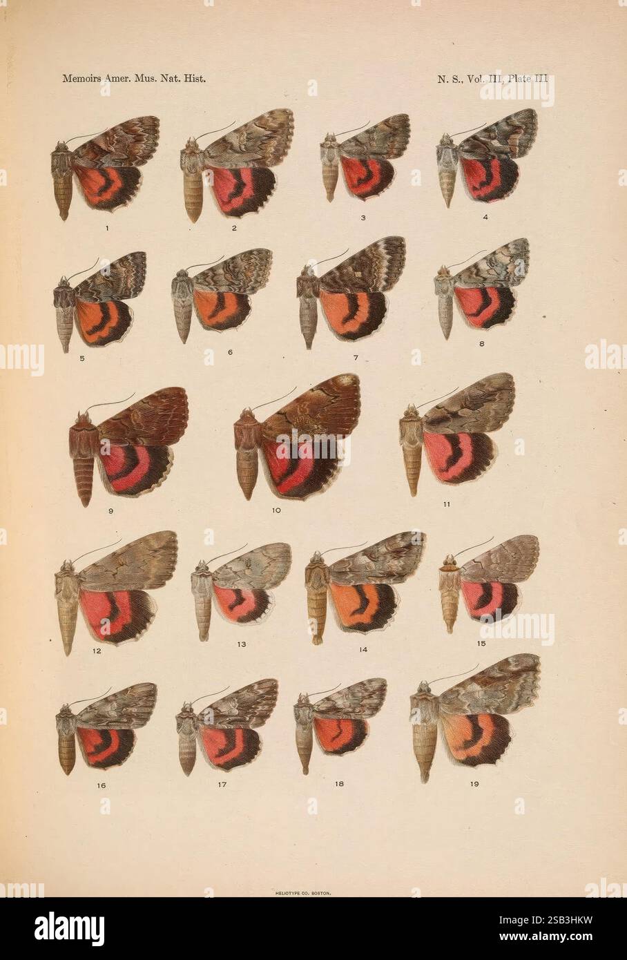 Illustrations of the North American species of the genus Catocala, New ...