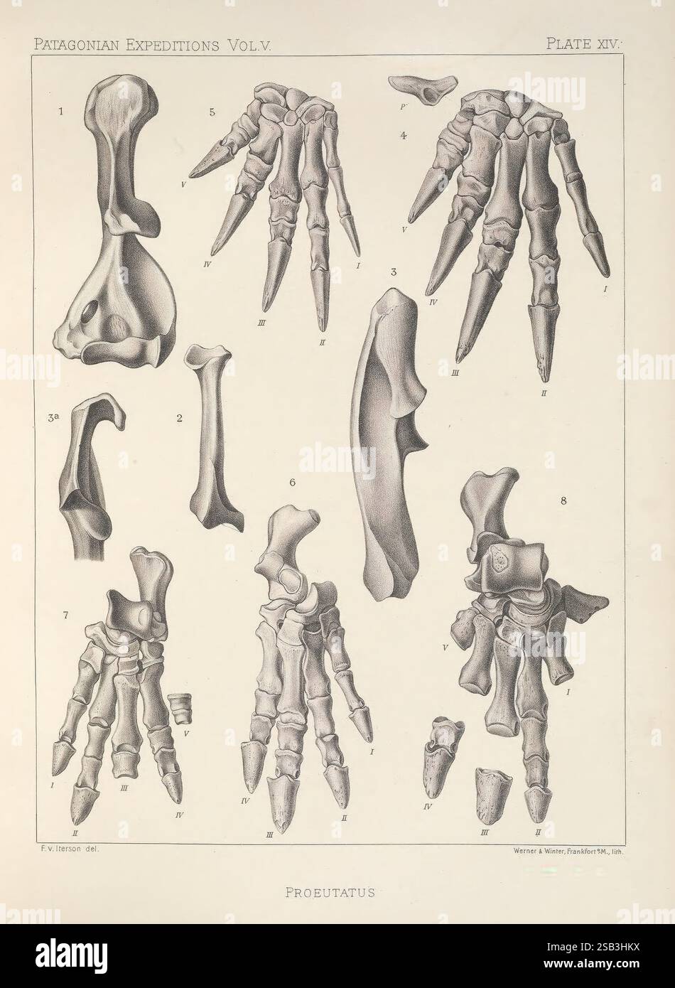 Intricacies of bone morphology hi-res stock photography and images - Alamy