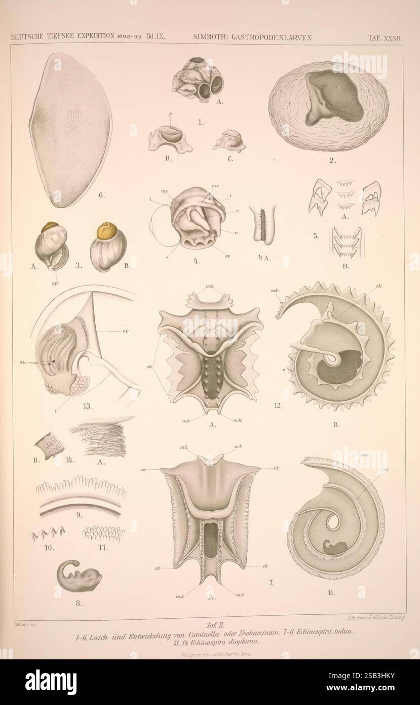 Ciliated regions hi-res stock photography and images - Alamy