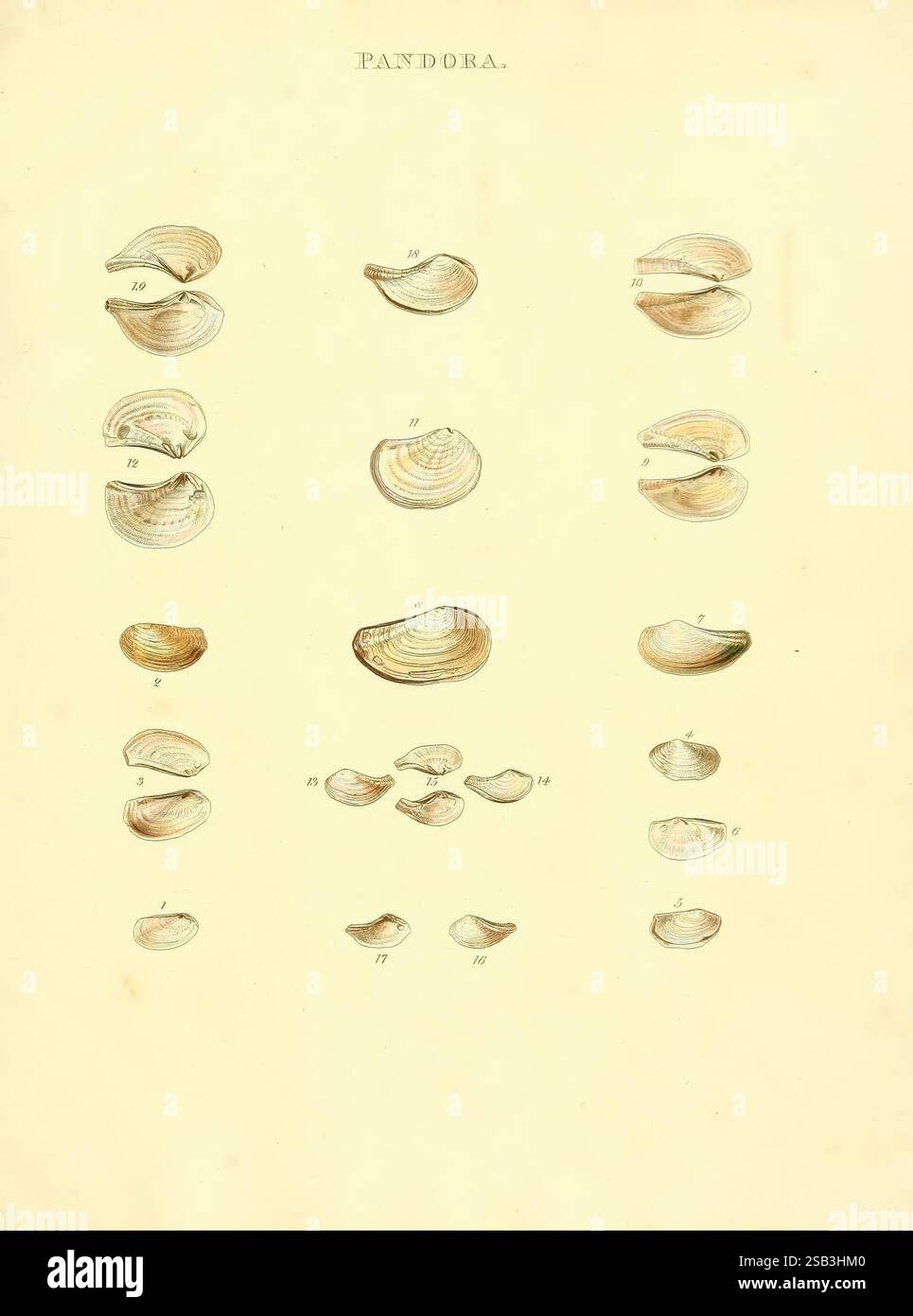 Species conchyliorum, or Concise original descriptions and observations ...