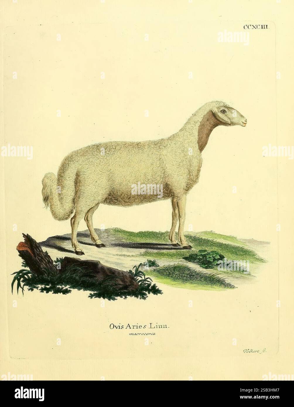 Sheep stands upright hi-res stock photography and images - Alamy