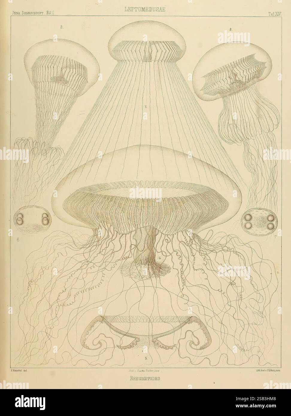 Bell shaped body adorned hi-res stock photography and images - Alamy