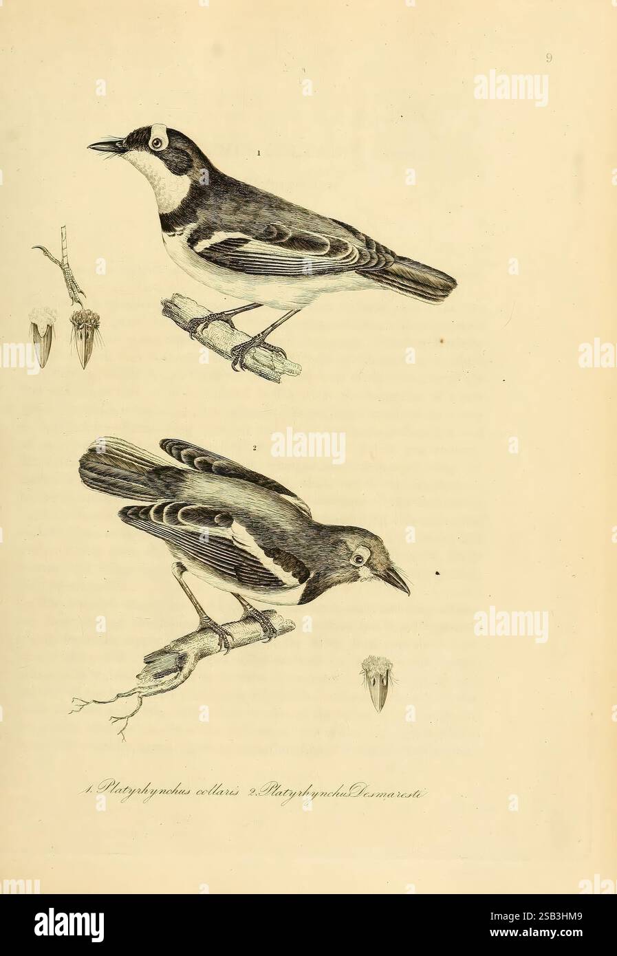 Illustrations of ornithology, Dublin, Longman, Rees, Orme, Brown ...