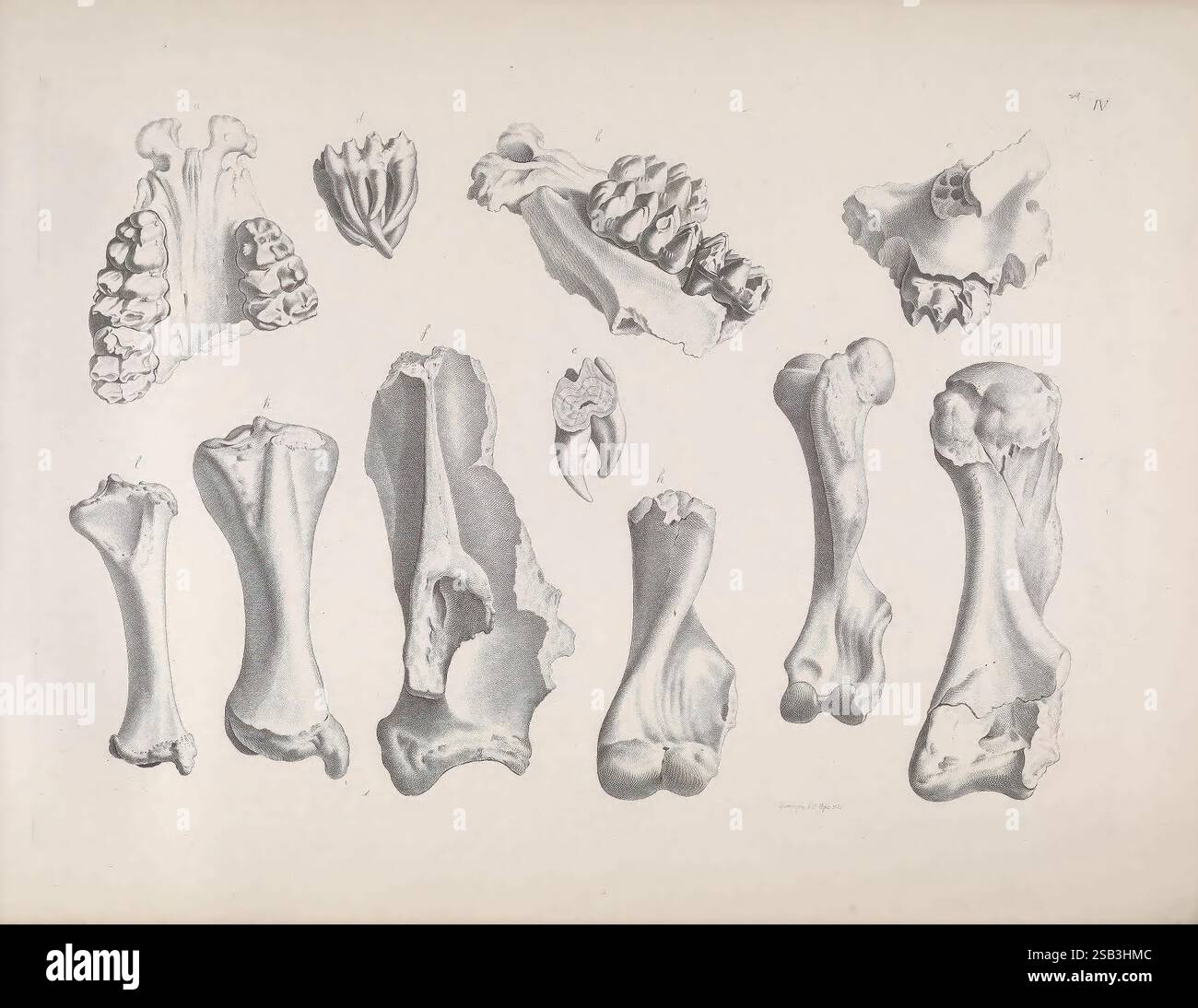 Showcasing various bones hi-res stock photography and images - Alamy