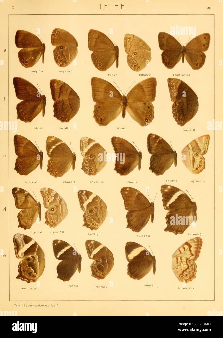 Lepidopteran classification hi-res stock photography and images - Alamy