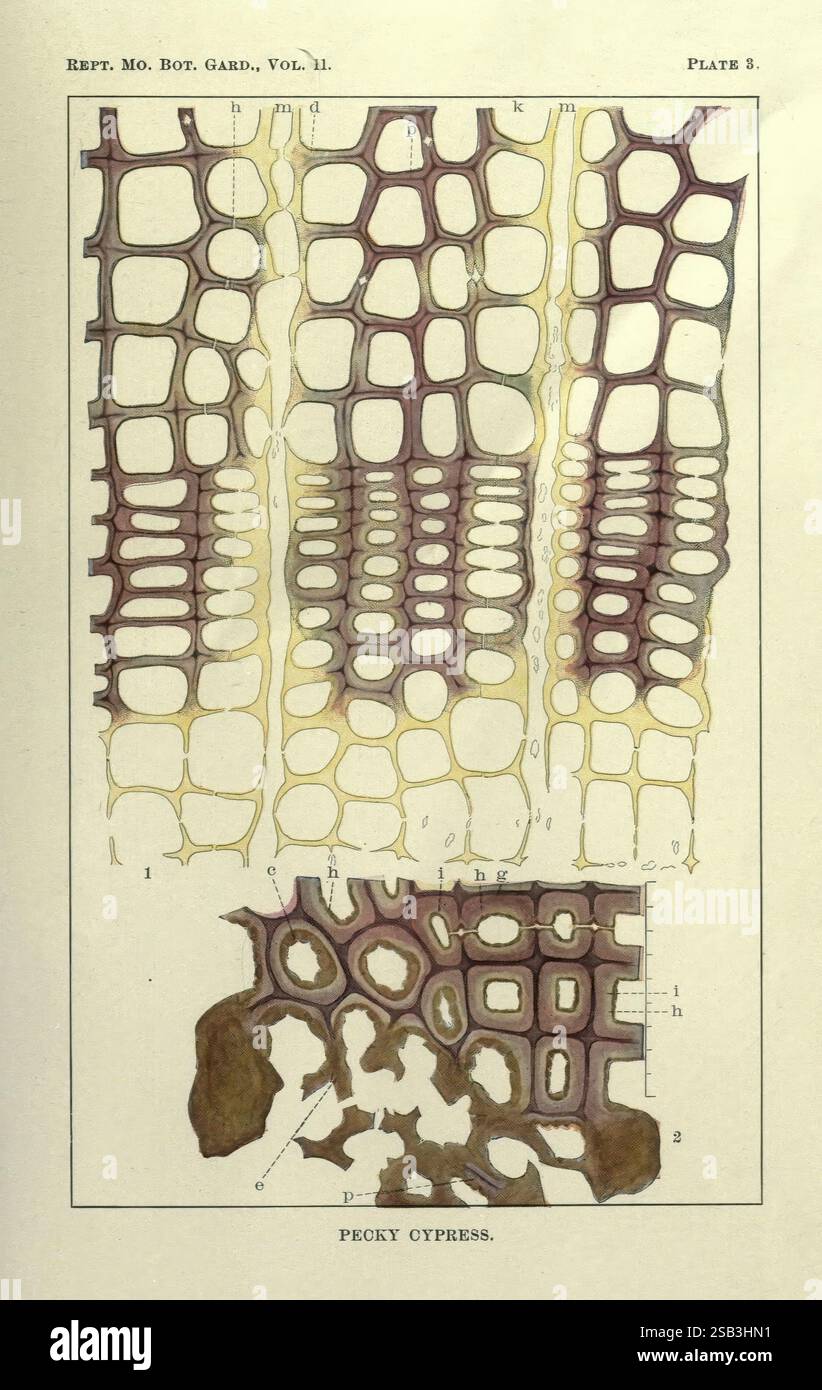 A disease of Taxodium known as peckiness, St. Louis, Mo, 1899 trees ...