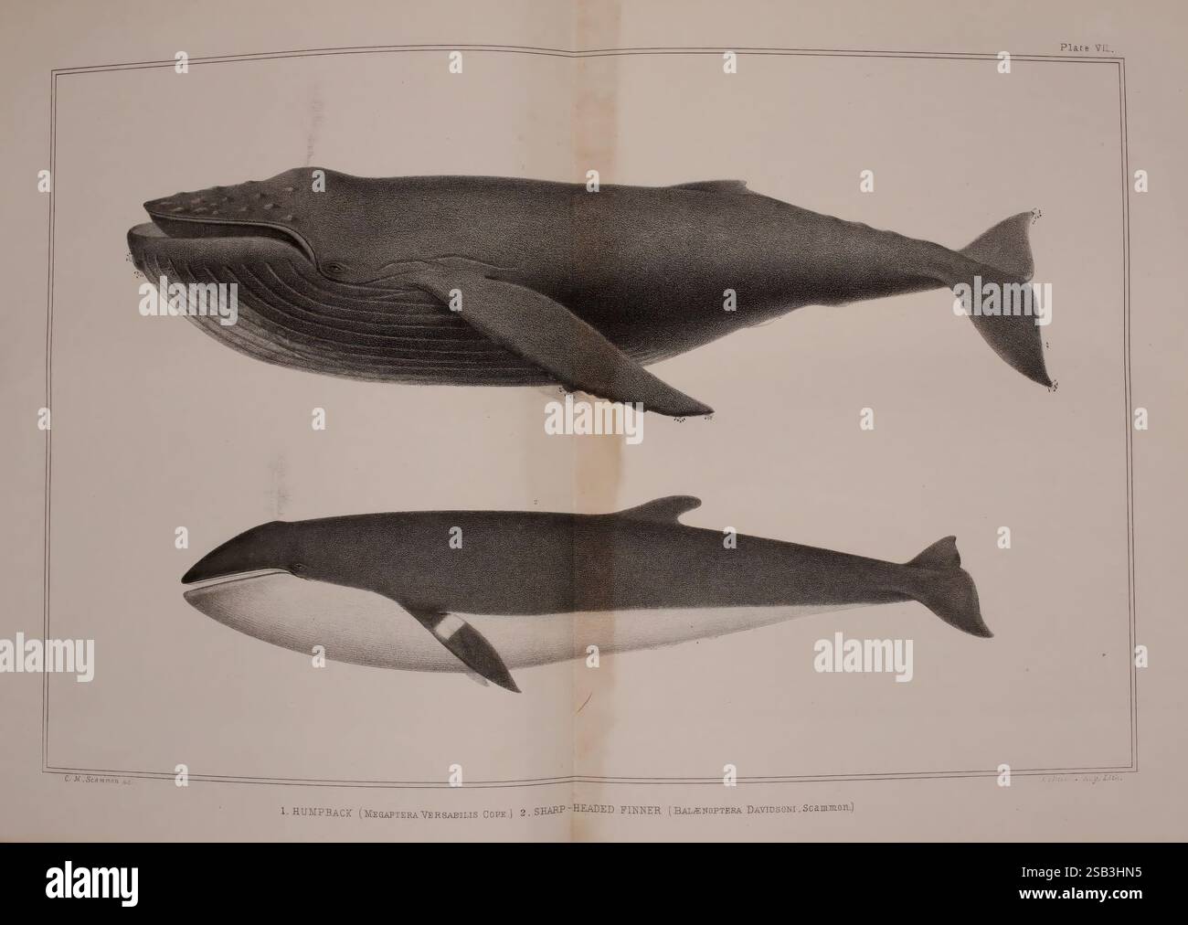 The marine mammals of the north-western coast of North America, New ...