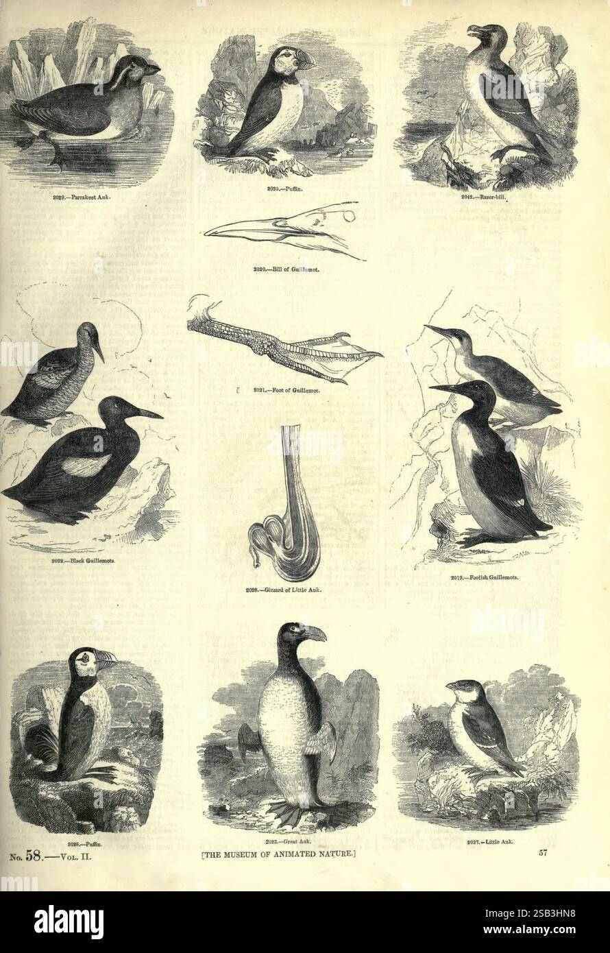 Different types of seabirds hi-res stock photography and images - Alamy