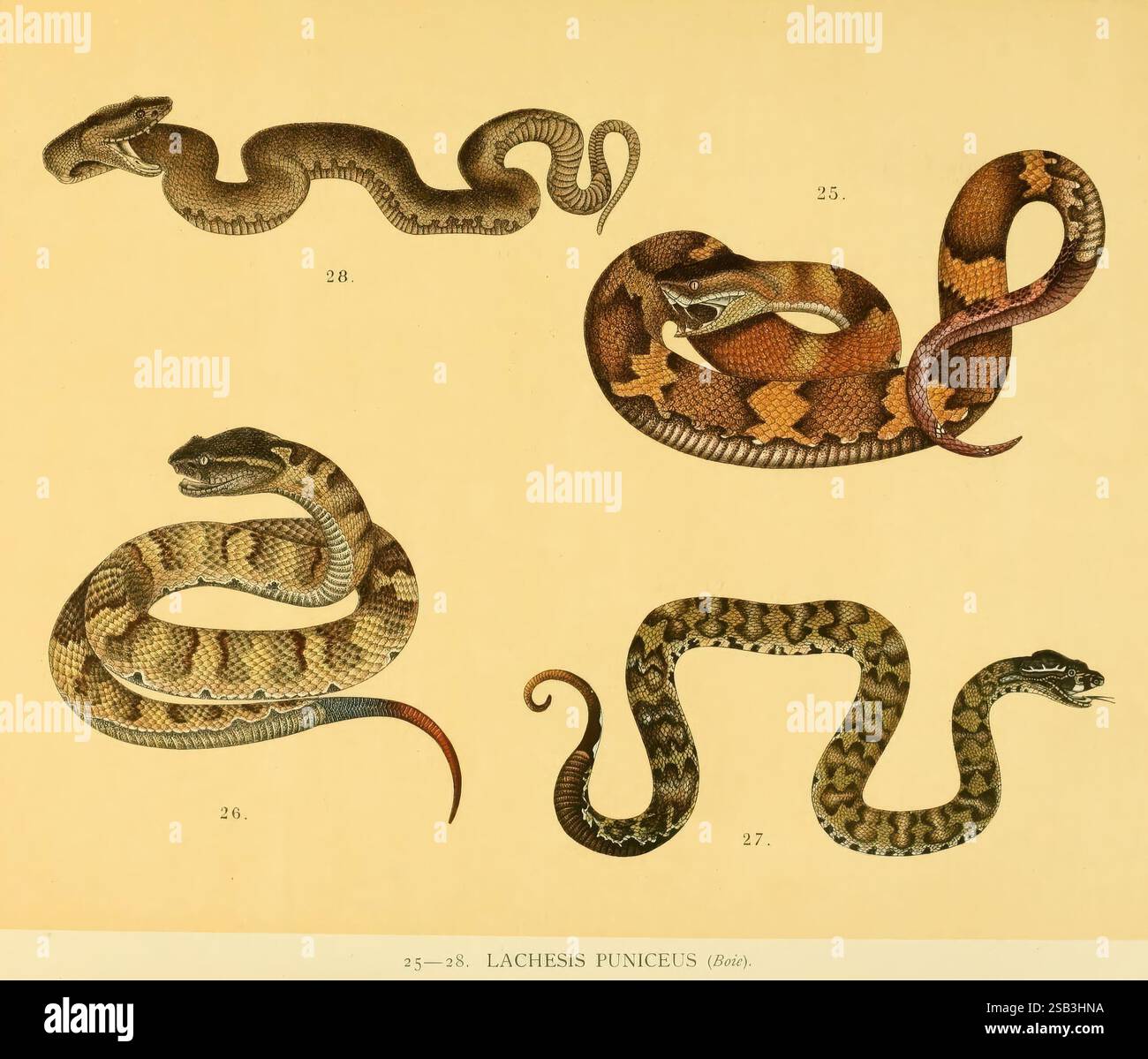 Smooth bodied snake hi-res stock photography and images - Alamy