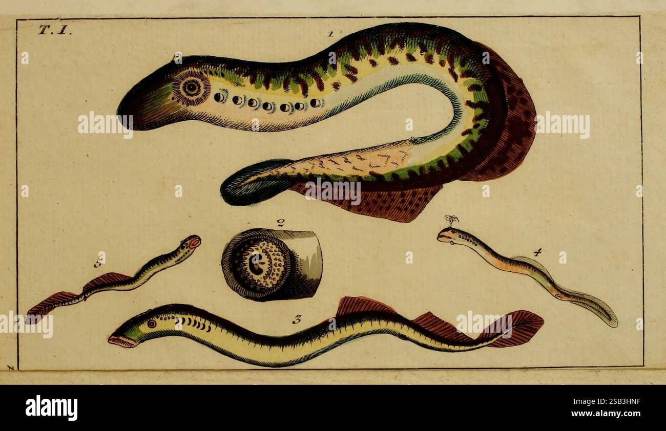 Eels inner anatomy hi-res stock photography and images - Alamy
