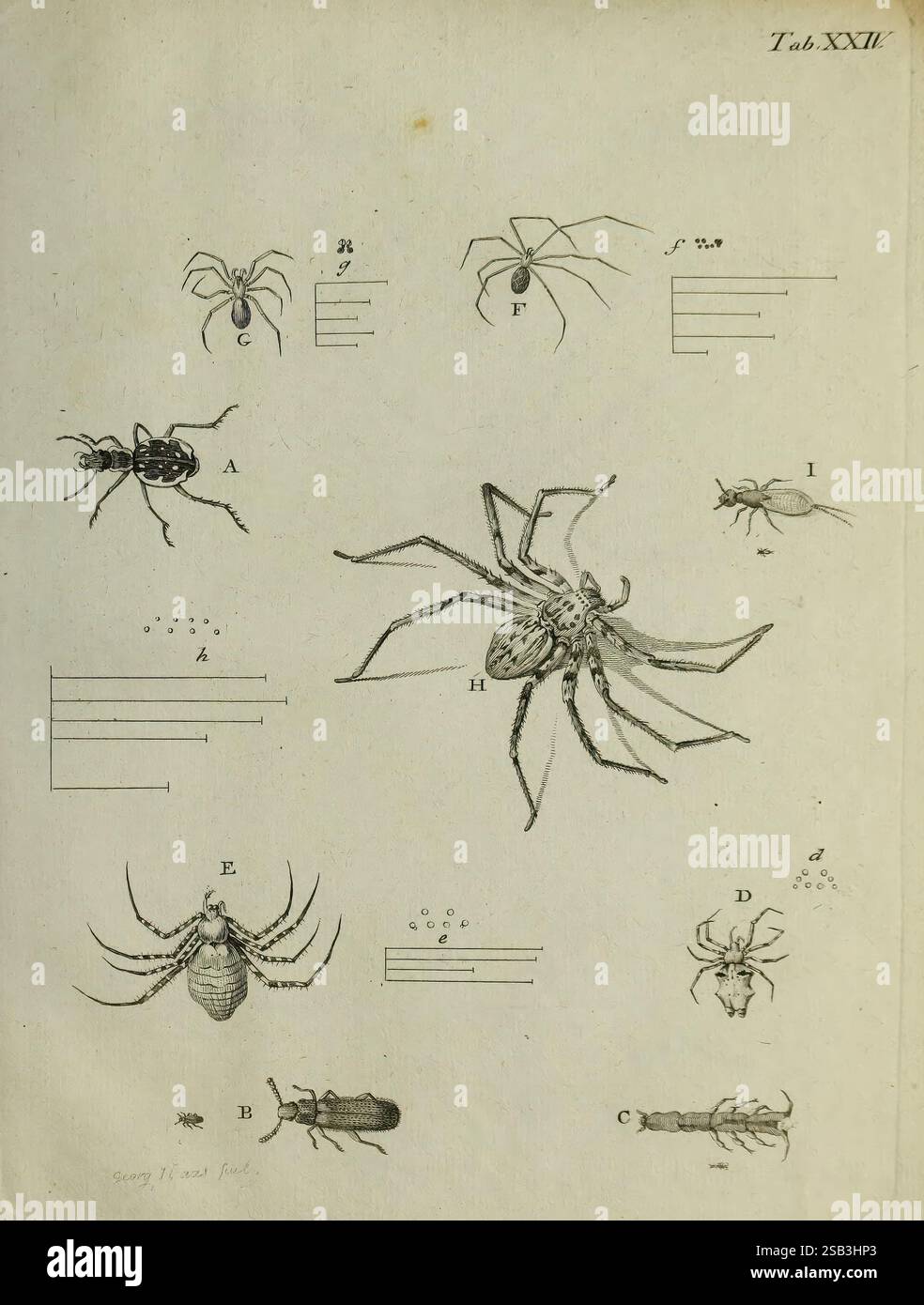 Icones rerum naturalium, Hauniæ [i.e, Copenhagen], Ex officina Mölleri ...
