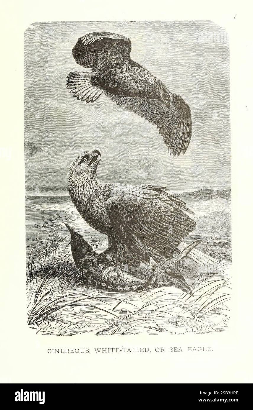 Hess 1885 zoology pictorial works hi-res stock photography and images ...