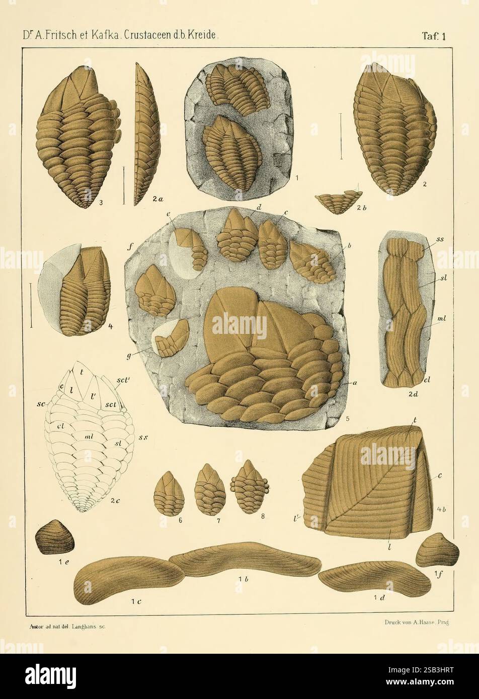 Bohemian cretaceous hi-res stock photography and images - Alamy