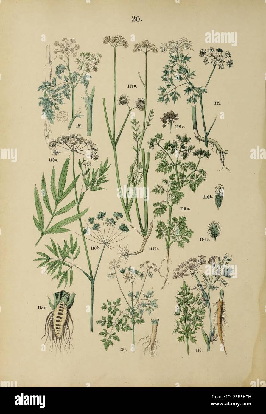 Arrangement showcases numerous detailed drawings hi-res stock ...